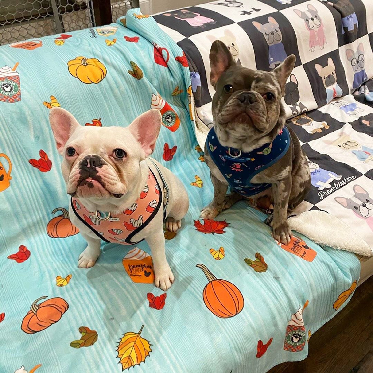 Frenchie Blanket Preppy French Bulldogs on Black & White | Etsy