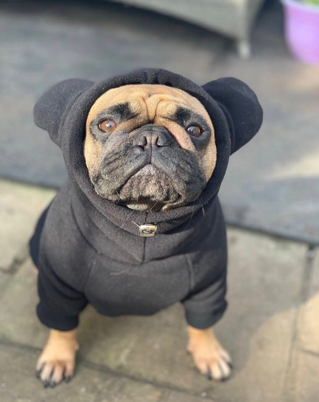 Frenchiestore Organic Dog Frenchie Ear Hoodie | Black Panther - Etsy