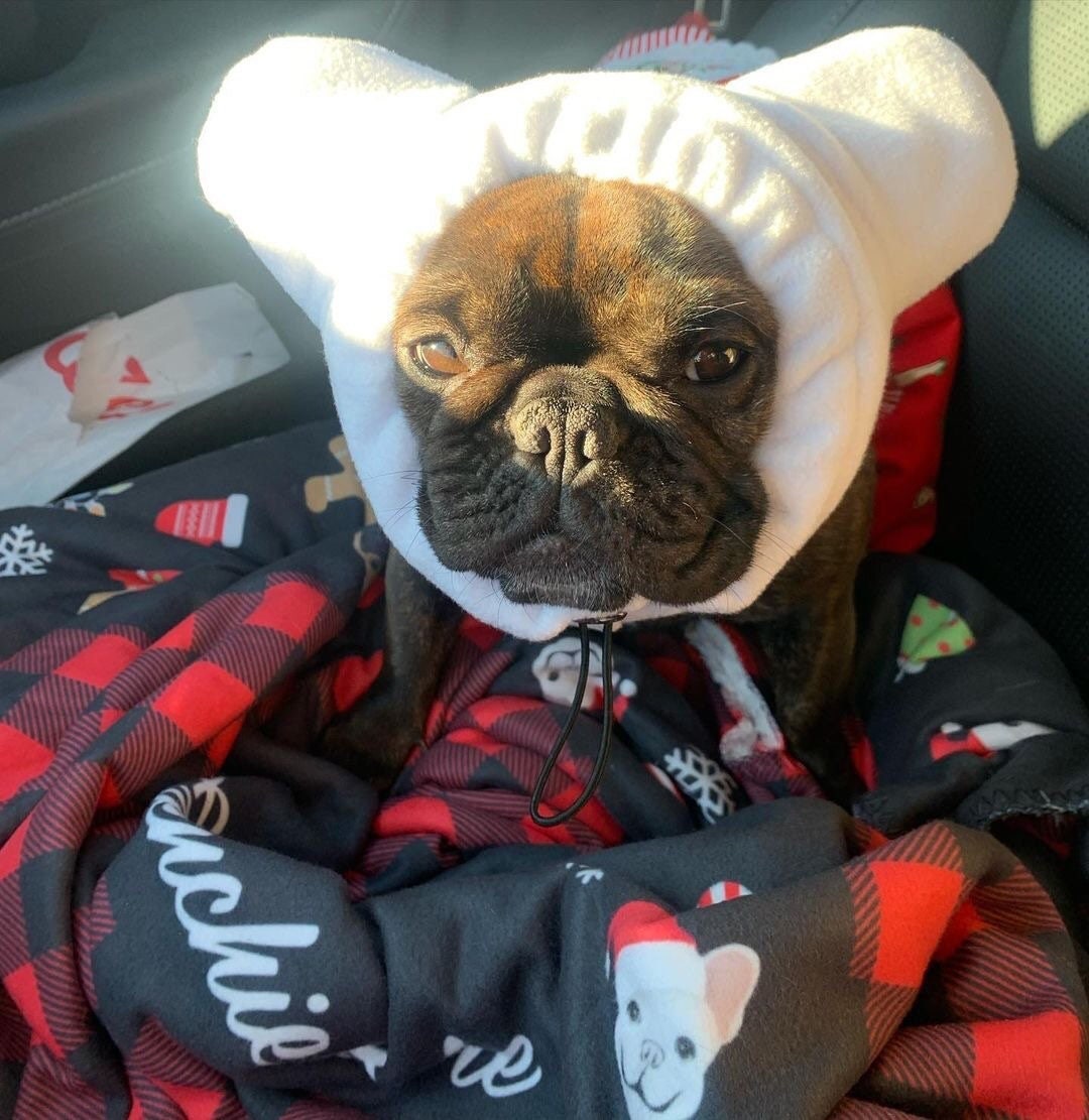 Frenchiestore Organic Dog Frenchie Ear Warmers | White Frenchie - Etsy