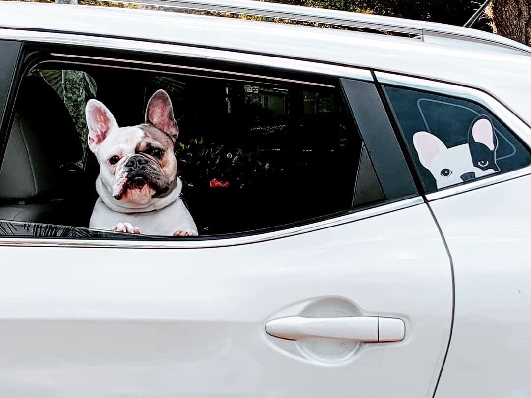 Frenchie Sticker Frenchiestore Black R Pied French Bulldog Car Decal - Etsy