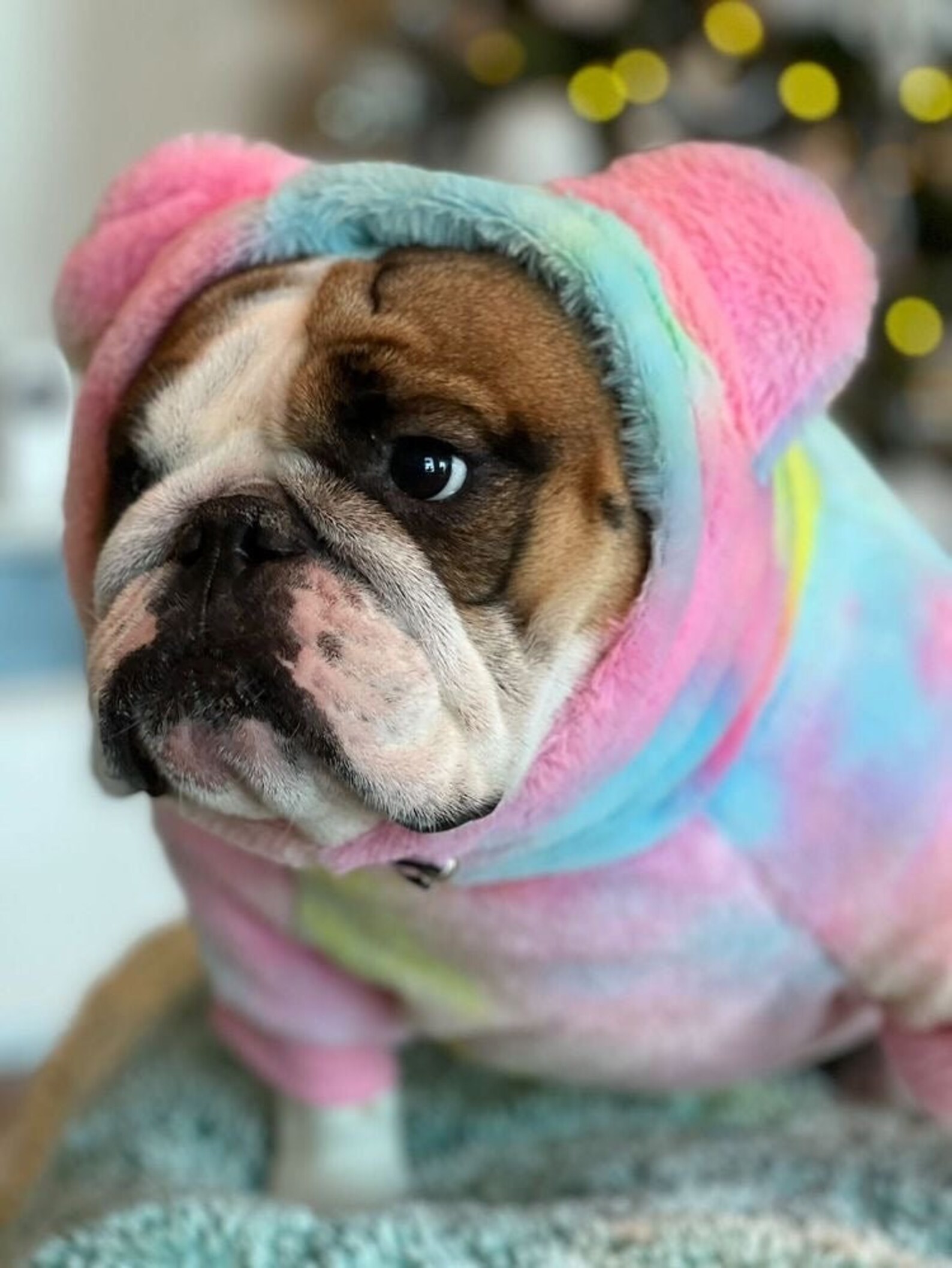 Frenchiestore Organic Dog Frenchie Ear Hoodie Care Bear - Etsy