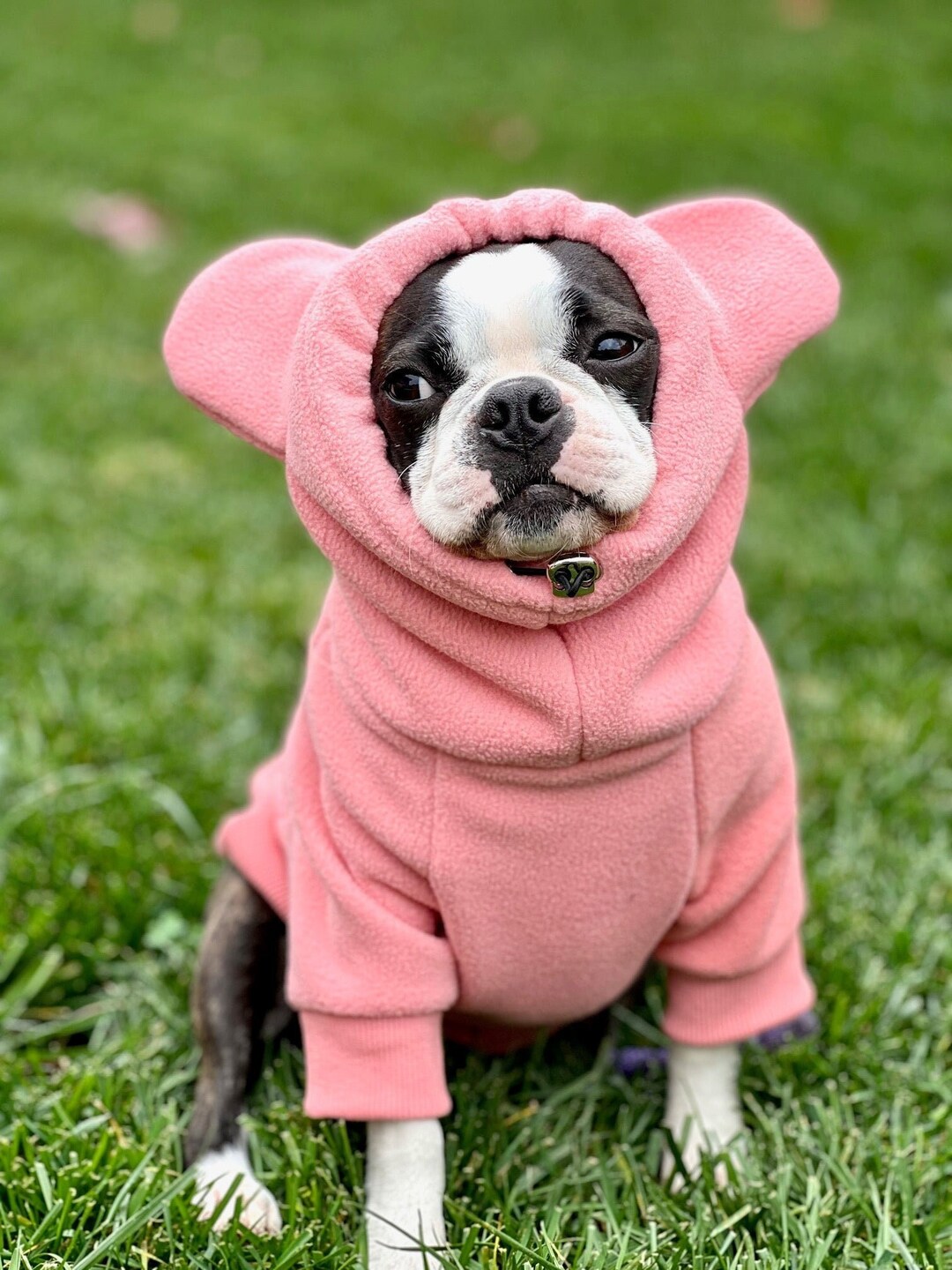 Frenchiestore Organic Dog Frenchie Ear Hoodie | Little Piggy - Etsy