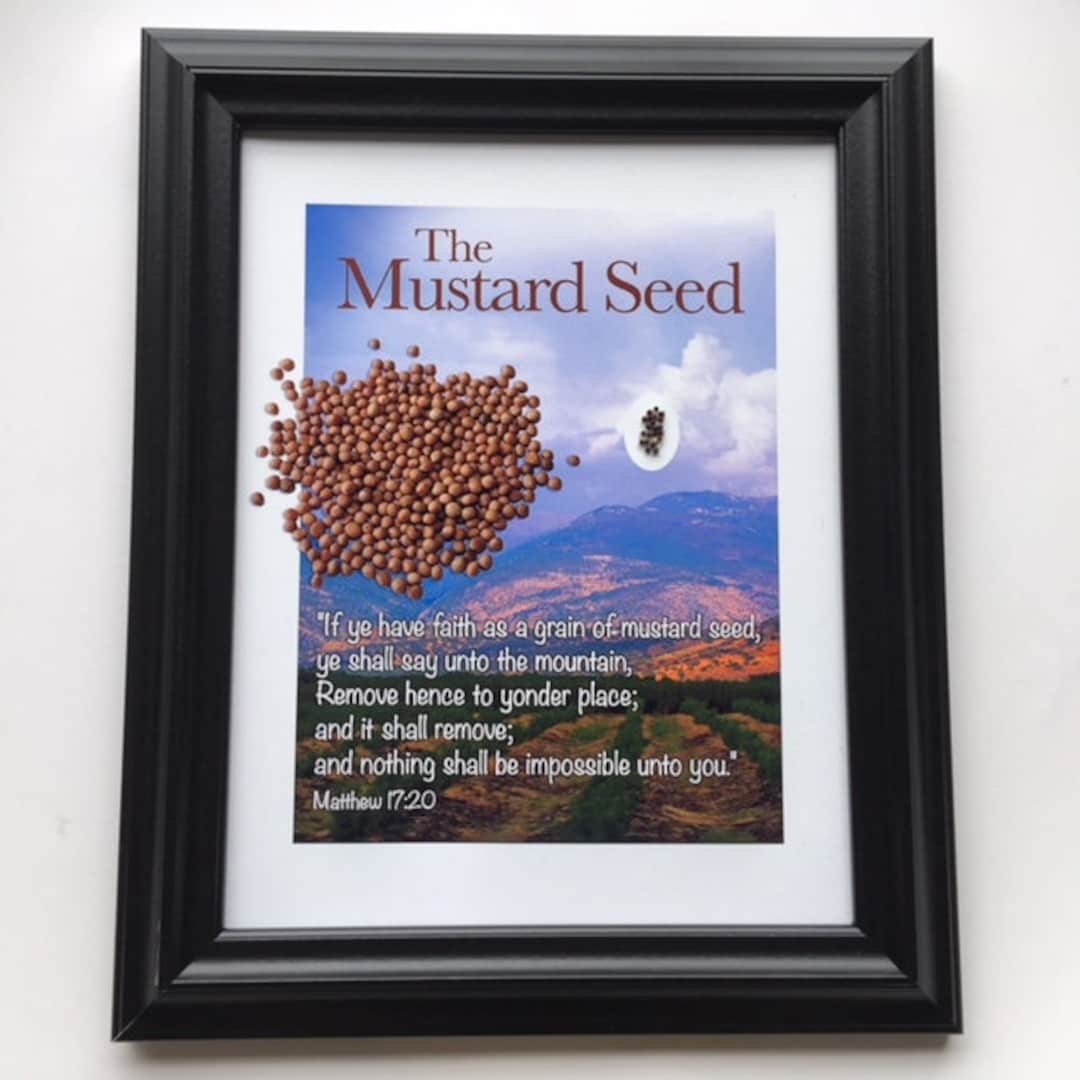 Mustard Seeds From the Holy Land Framed. - Etsy