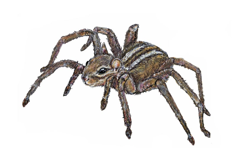 Chipantula - Mutant, Fantasy Art, Animal Art, Mythical Creature, Spider ...