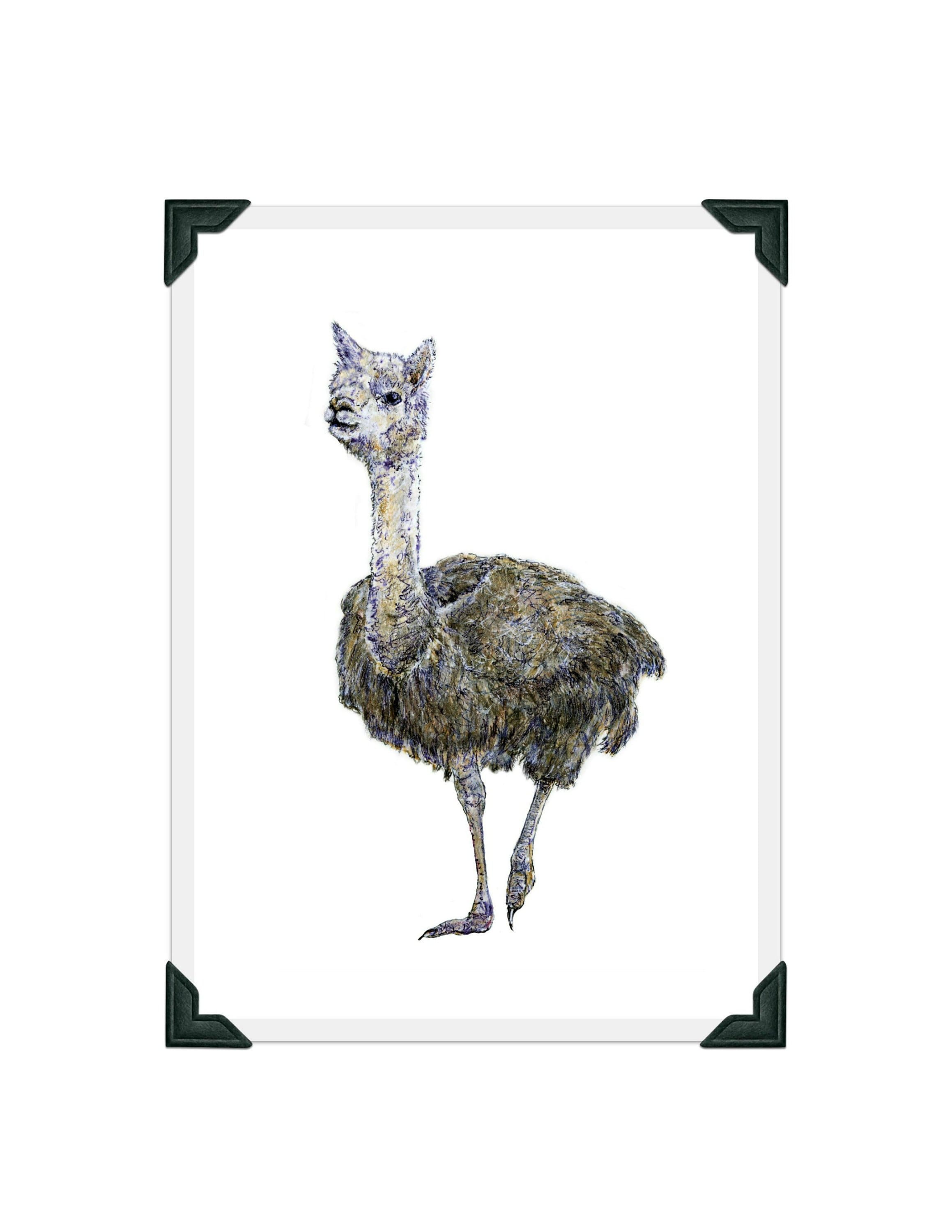 Llastrich - Mutant, Llama, Ostrich, Alpaca, Fantasy Art, Animal Art ...