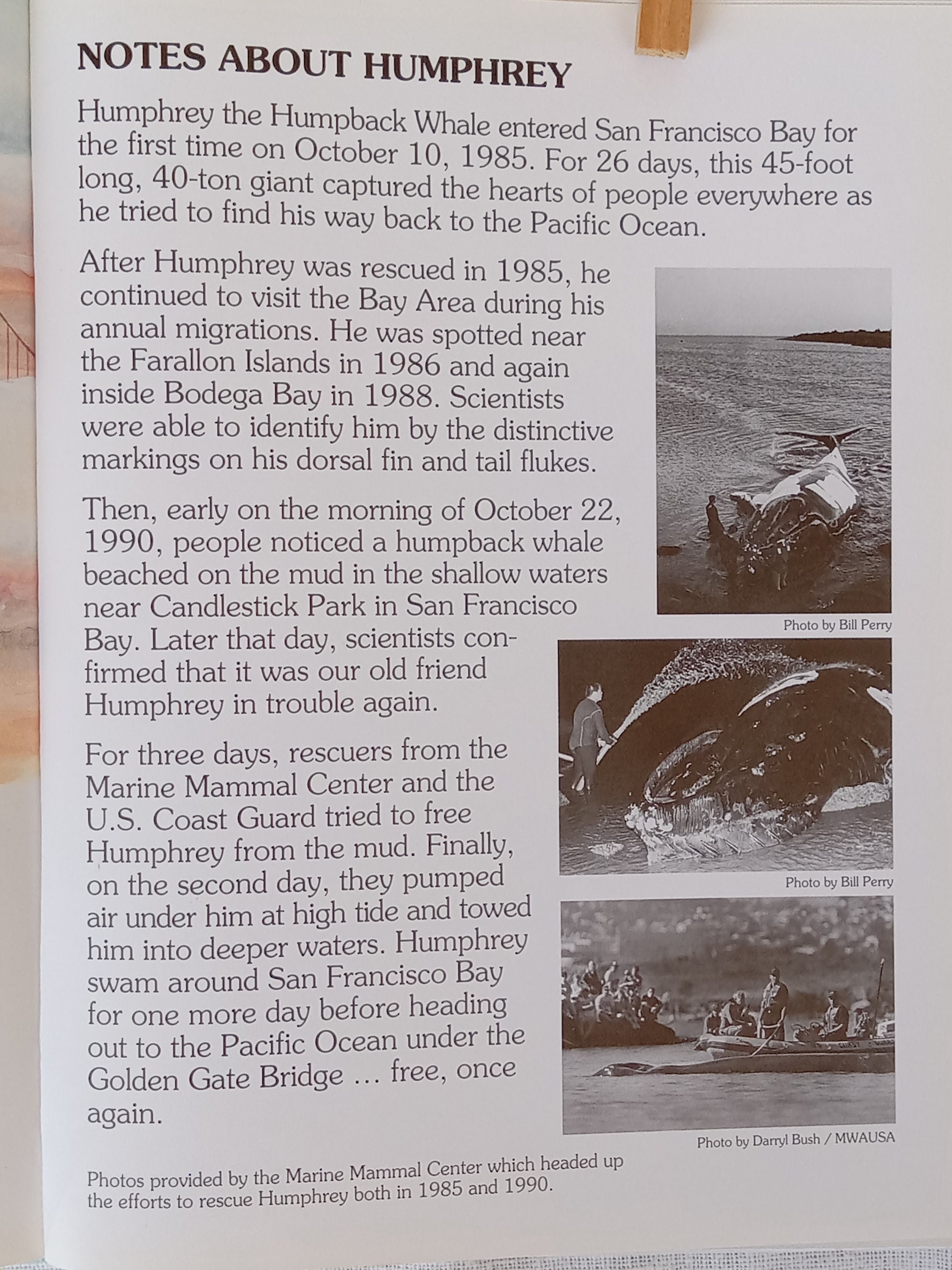 Humphrey the Lost Whale A True Story/wendy Tokuda & Richard - Etsy