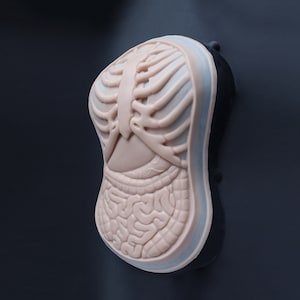 Anatomy Doll Chest Silicone Prosthetic: Professional-grade SFX Makeup ...