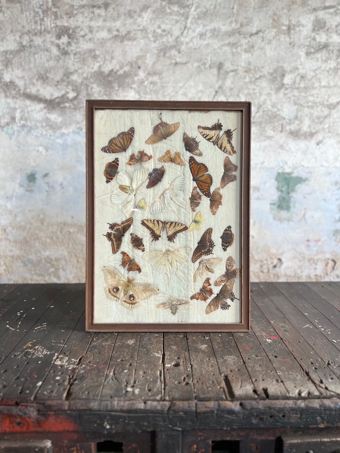 Vintage Butterfly Taxidermy Mount Entomology Display - Etsy