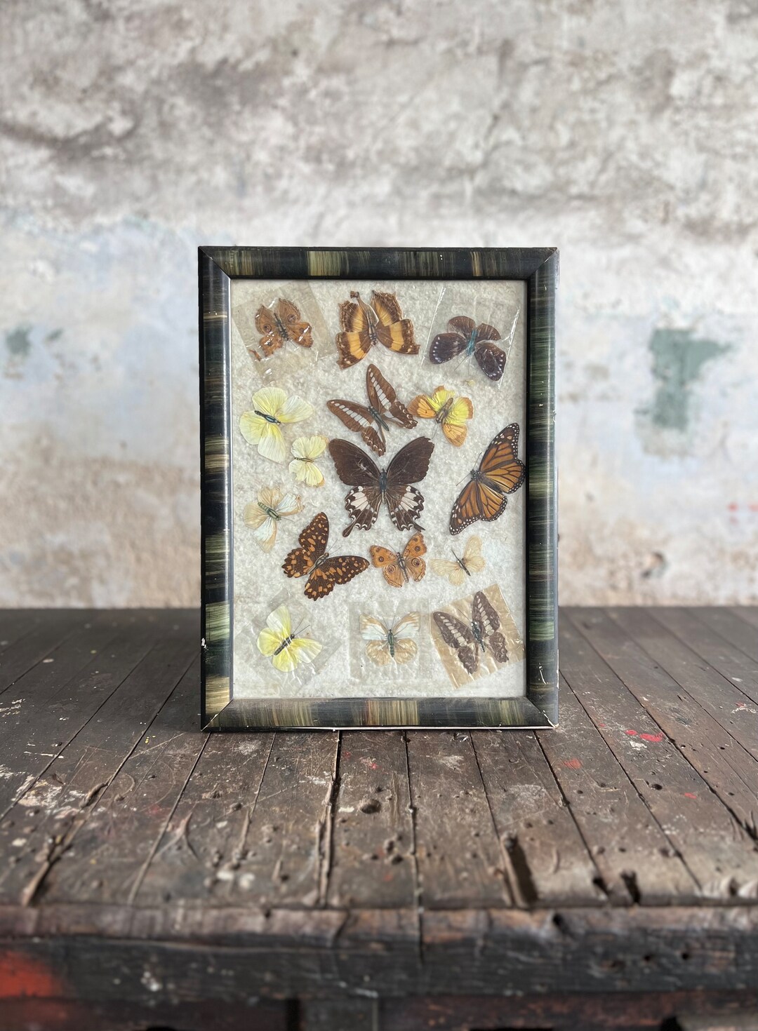 Vintage Butterfly Taxidermy Mount Entomology Display - Etsy