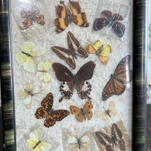 Vintage Butterfly Taxidermy Mount Entomology Display - Etsy