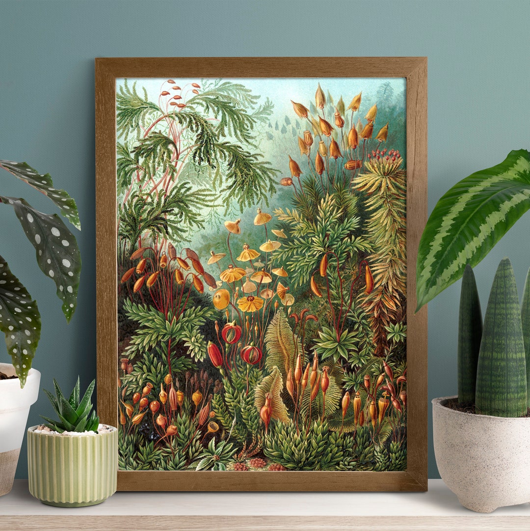 Ernst Haeckel Vintage Forest and Jungle Illustration Print, Giclee Fine ...