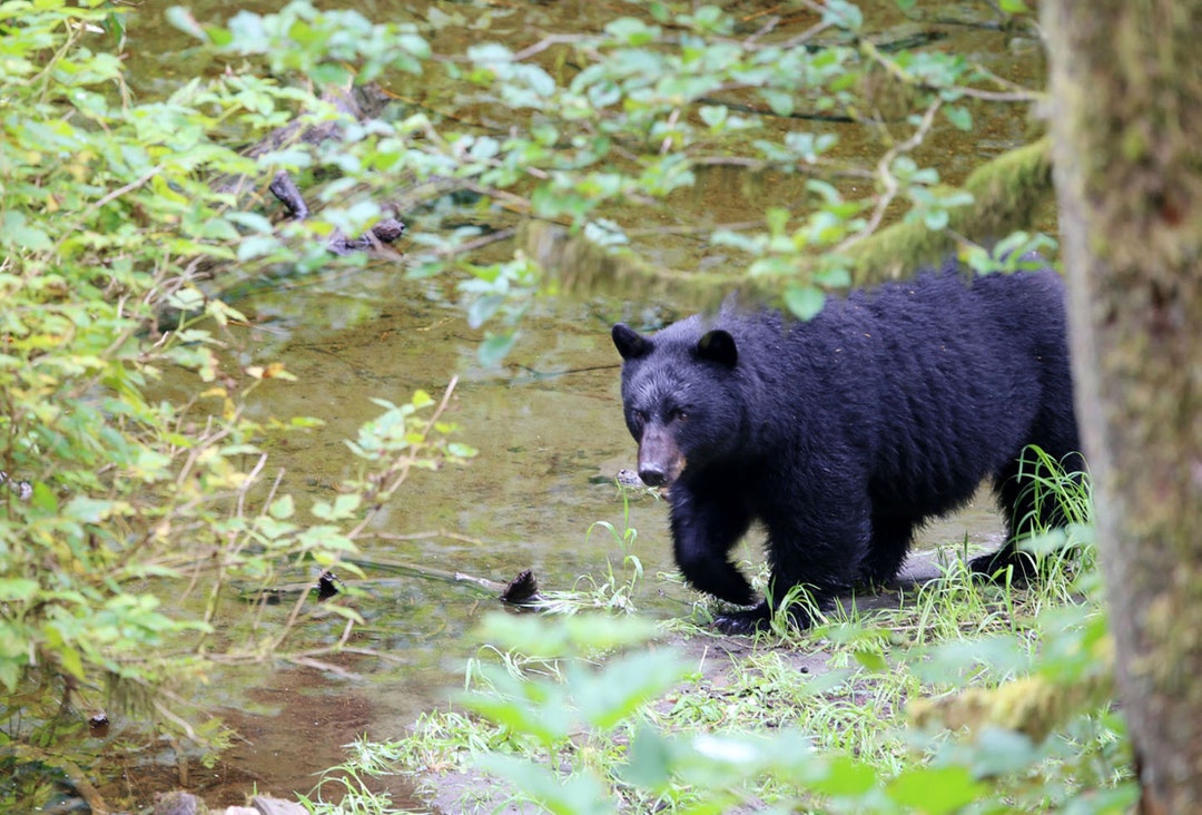 Black Bear - Alaska - Wildlife Photograph - Rainforest Sanctuary ...
