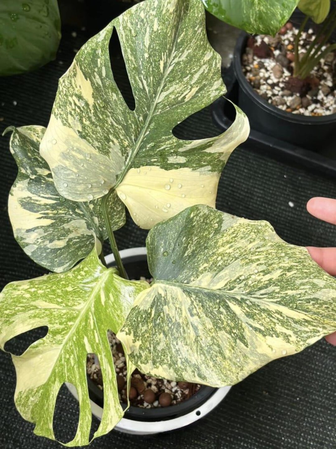 Real Picture Monstera Legacy Variegated Leafs Beautiful Tree Rare Plant ...