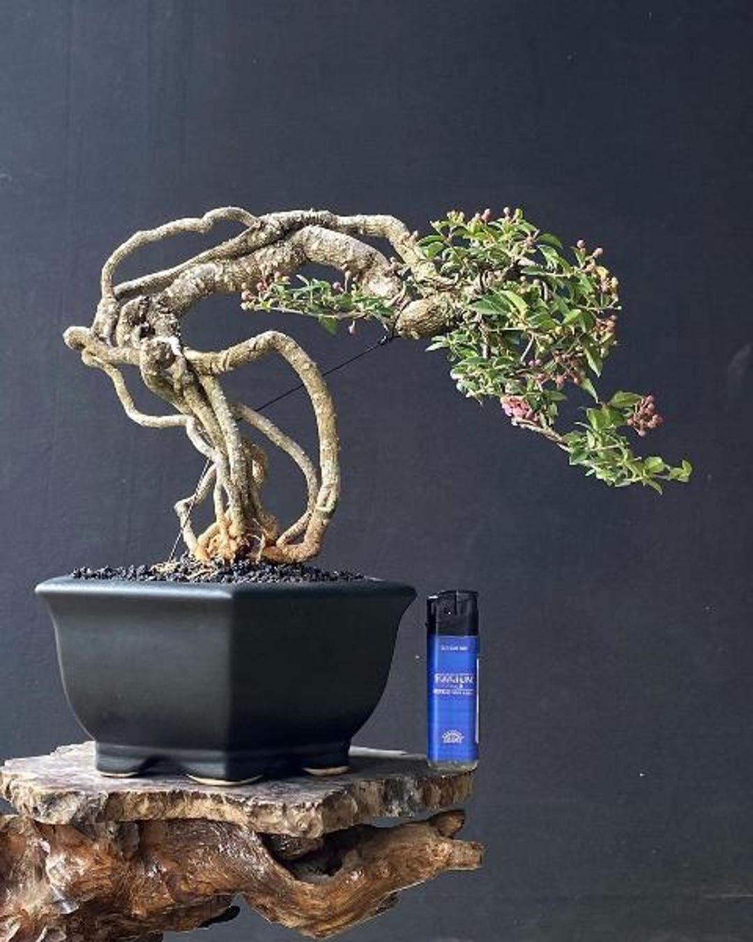 Real Picture Bonsai Sakura Micro With Flower Rare Plant Free ...