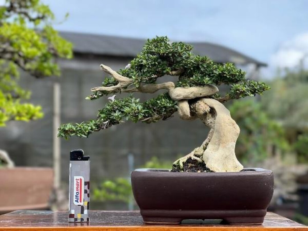 Real Picture Bonsai Serissa Micro Big Stem White Flower Beautiful ...
