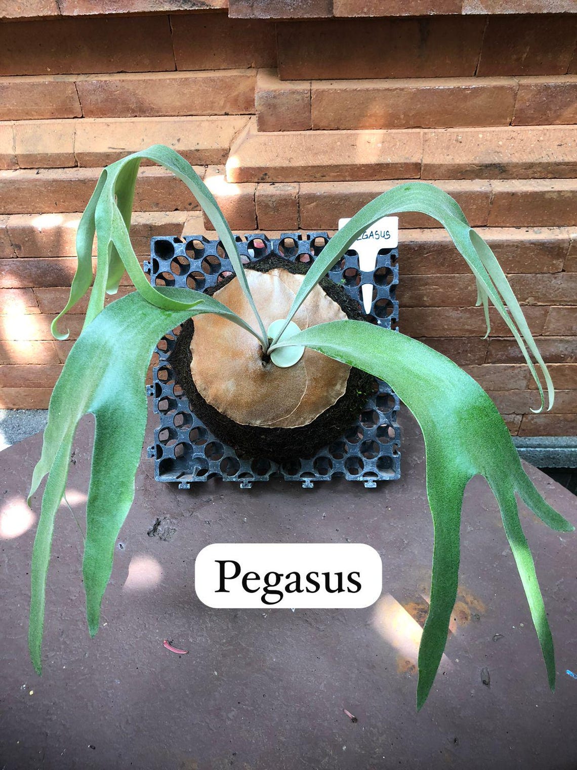 Real Picture Platycerium Omo Pegasus Large Size Big Leave Very Rare Plant Free Phytosanitary DHL ...