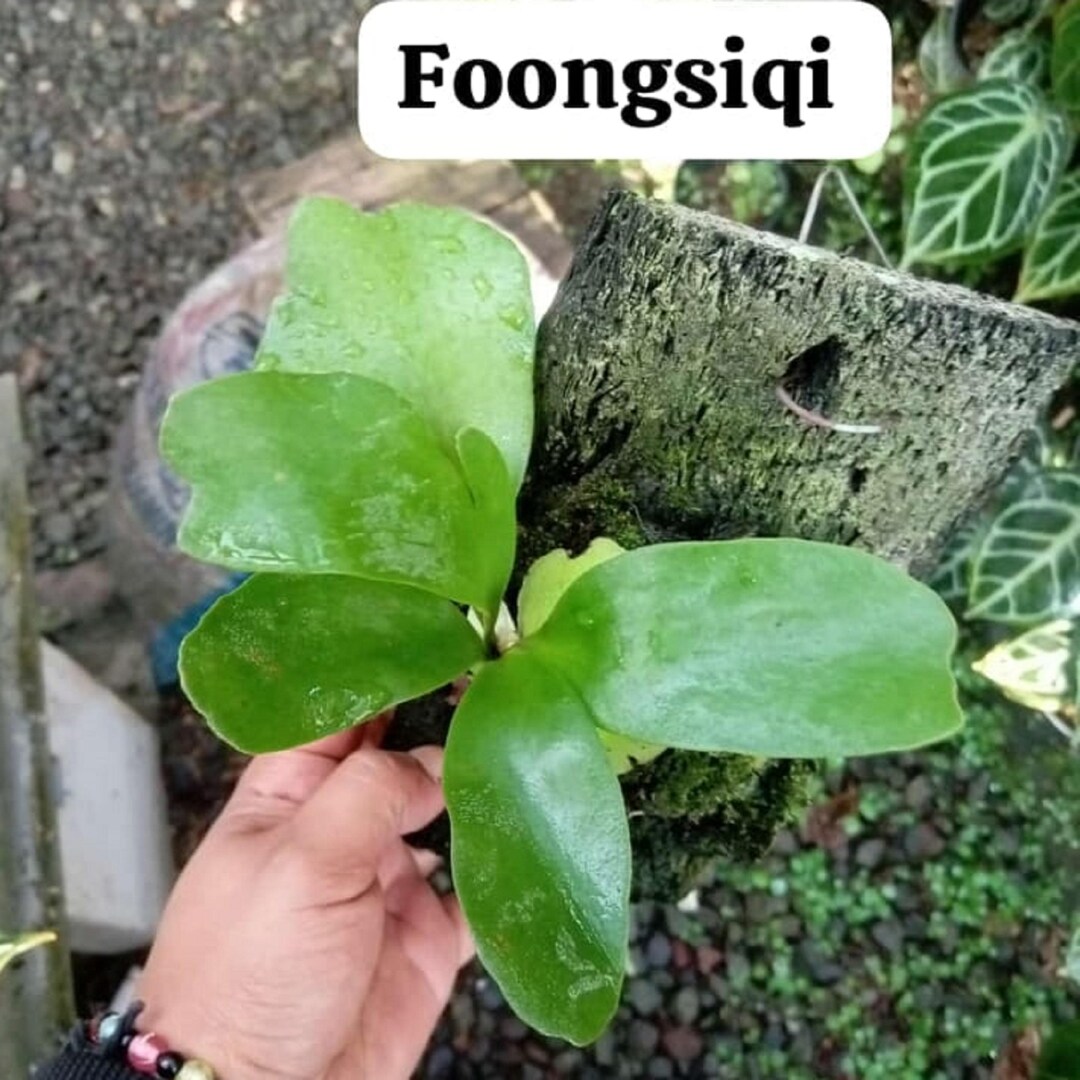 Real Picture Platycerium Foongsiqi Rare Plant Free Phytosanitary DHL Express - Etsy