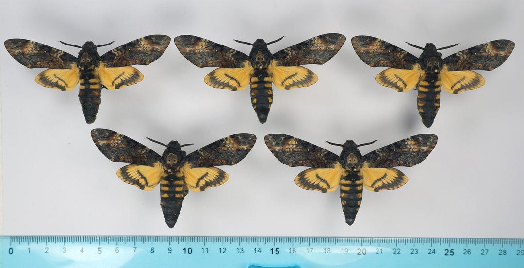 Set 5 Pcs Death's Head Hawk Moth Acherontia Atropos Spread Pinned Real ...