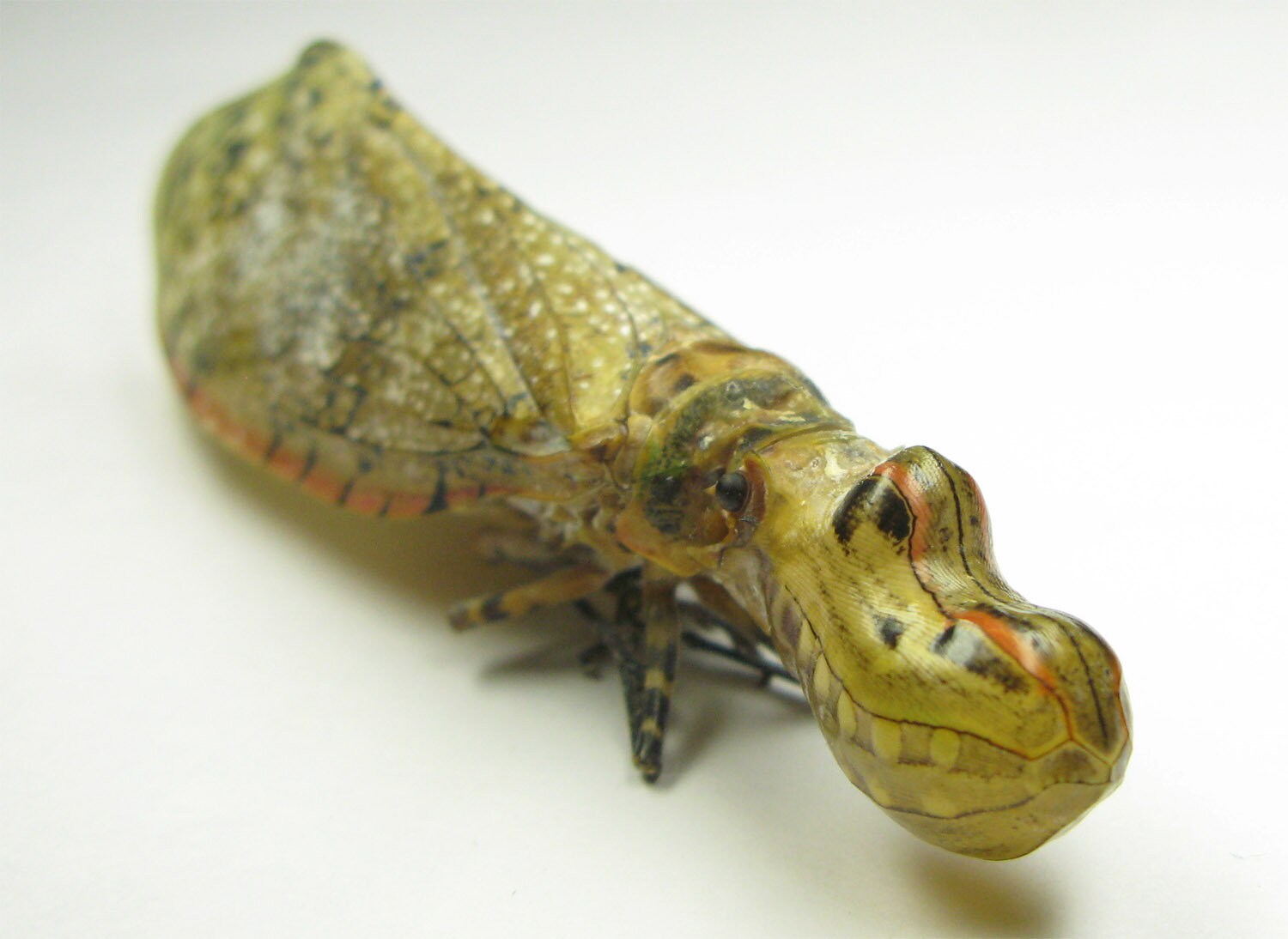 Real spread giant Fulgora Laternaria Alligator Bug | Etsy