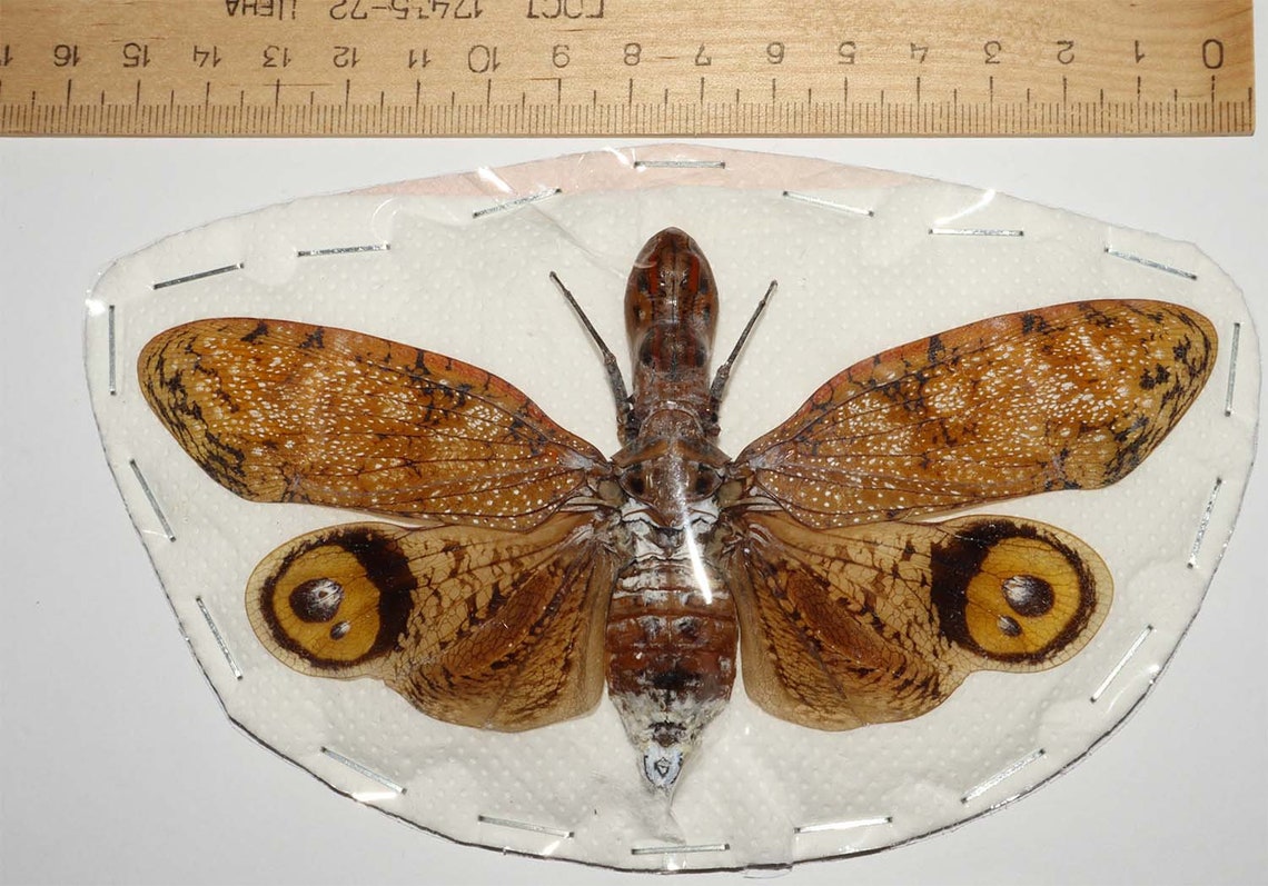 Real spread giant Fulgora Laternaria Alligator Bug | Etsy