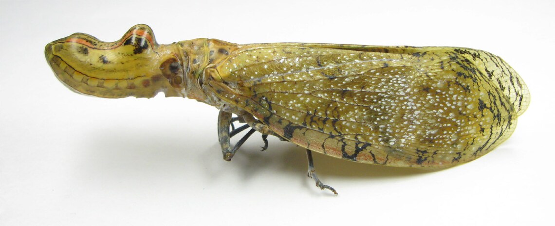 Real spread giant Fulgora Laternaria Alligator Bug | Etsy