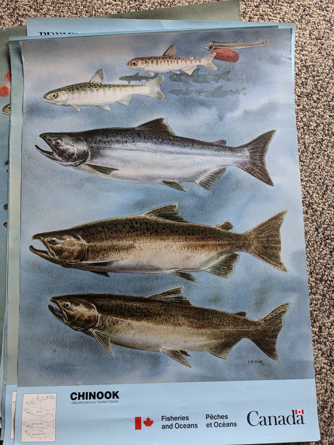 Pacific Salmon Posters, NEW, 17 by 20inches, Chinook, Fisheries and ...
