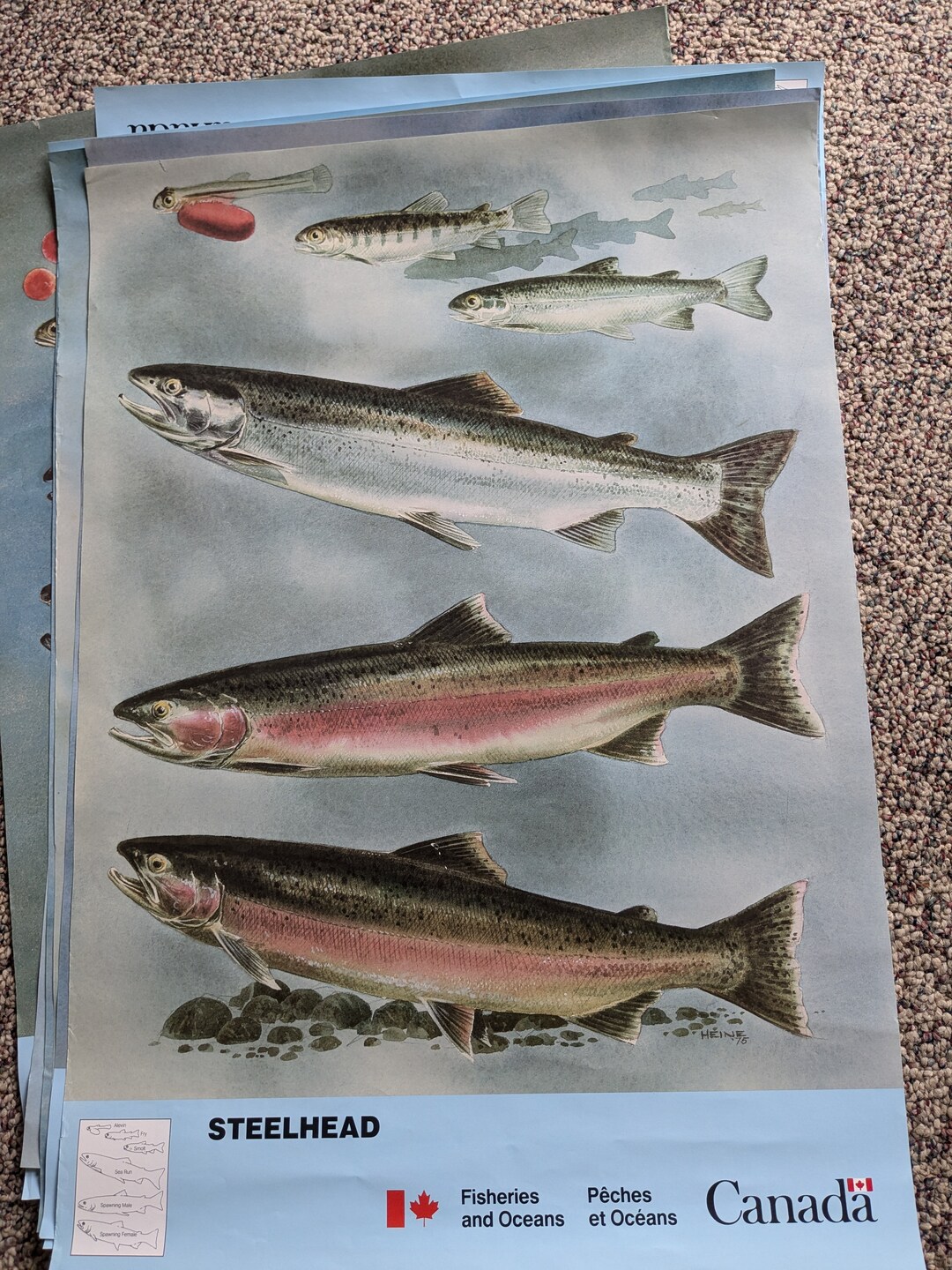 Pacific Salmon Posters, NEW, 17 by 20inches, Steelhead, Fisheries and ...