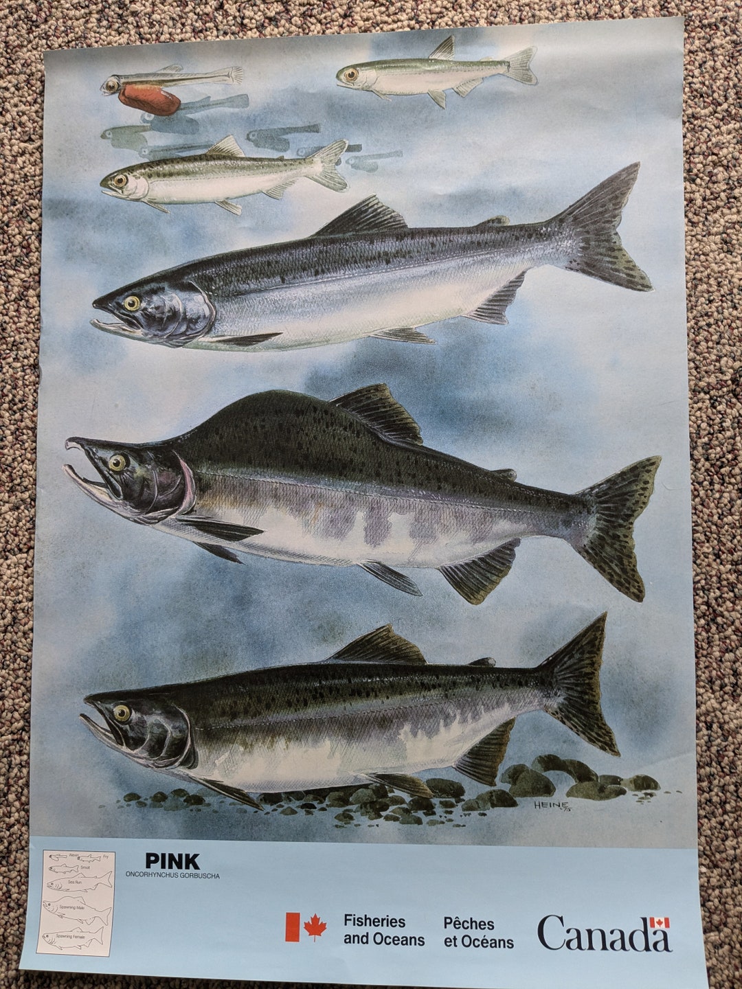 Pacific Salmon Posters, NEW, 17 by 20inches, Pink, Fisheries and Oceans ...