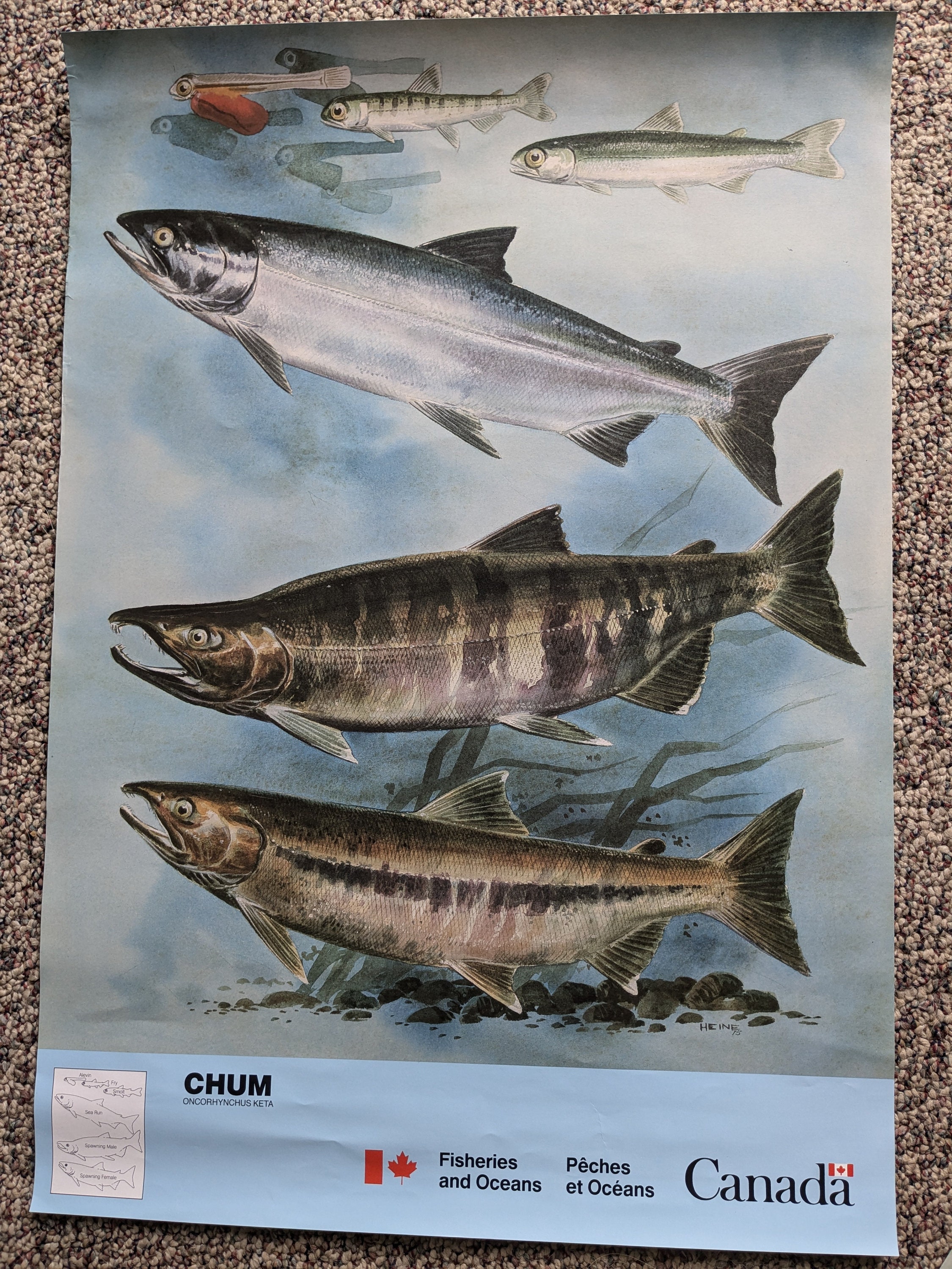 Pacific Salmon Posters, NEW, 17 by 20inches, Chum, Fisheries and Oceans ...