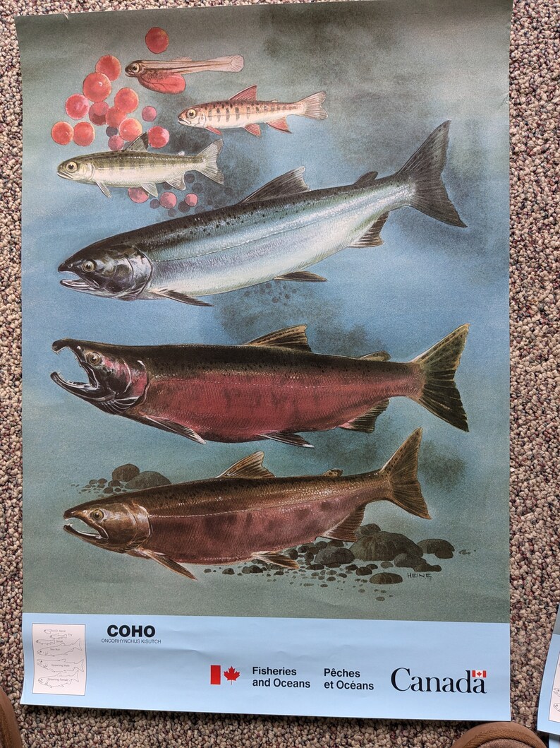 Pacific Salmon Posters, NEW, 17 by 20inches, Coho, Fisheries and Oceans ...