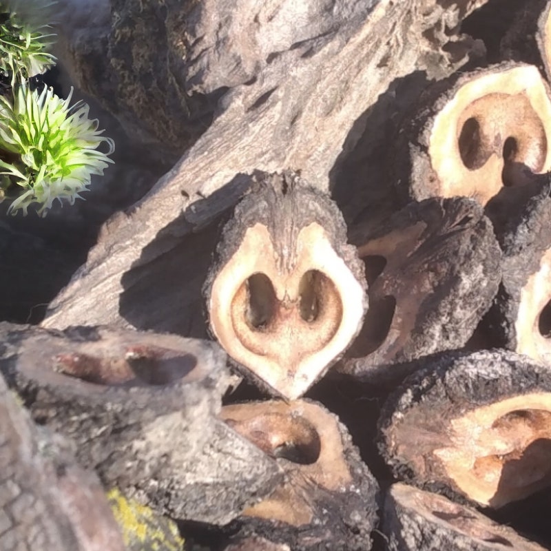 Black Walnut Shells - Etsy