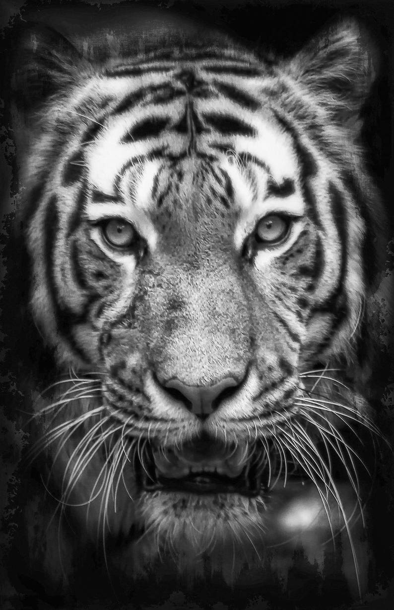 Monochrome Tiger Photo Print or Canvas Box Art A4 A3 A2 A1 - Etsy
