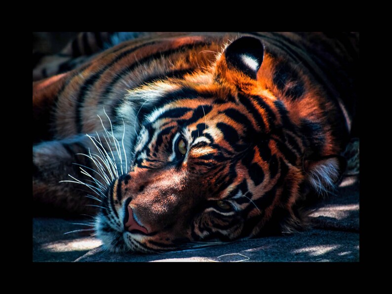Sun Tiger 001 Photo Canvas Art A4 A3 A2 A1 - Etsy
