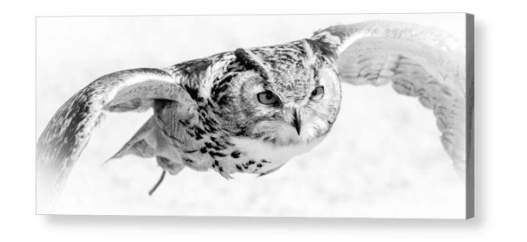 Owl in Flight Photo Canvas Art 14" X 8", 16" X 10", 20" X 12", 30" X 18 ...
