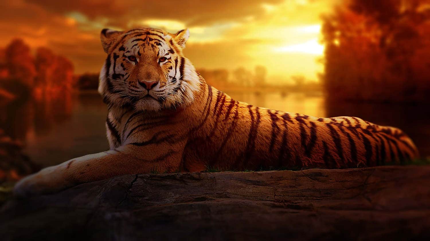 Tiger at Sunset Photo Canvas Art Repro 16 X 8 | Etsy