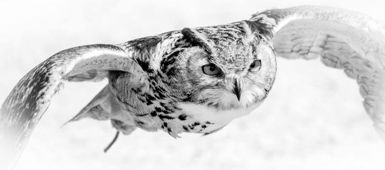 Owl in Flight Photo Canvas Art 14 X 8 16 X - Etsy