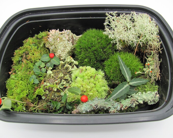 Live Moss Assortment Variety Lot of Moss,lichen and Woodland Plants-diy ...