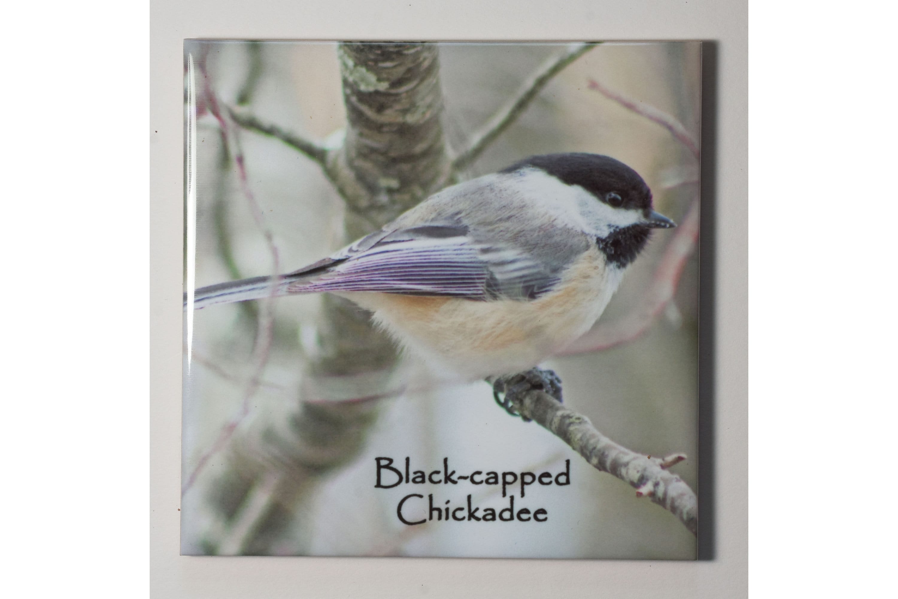 Blackcapped Chickadee | Ceramic Tile - Etsy