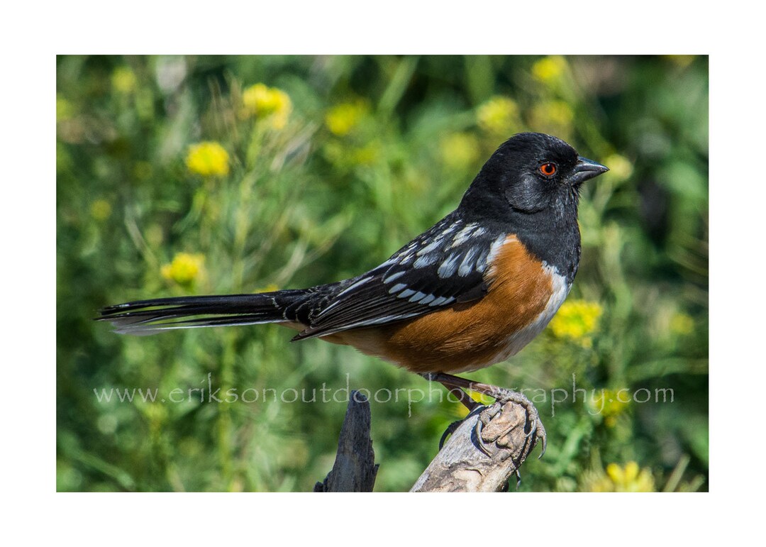 Spotted Towhee | Greeting/note Card, Matted Print - Etsy