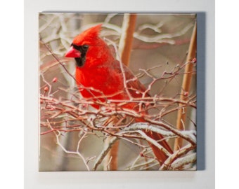 CARDINAL 8 X 10 Ceramic Tile by Dean Crouser - Etsy