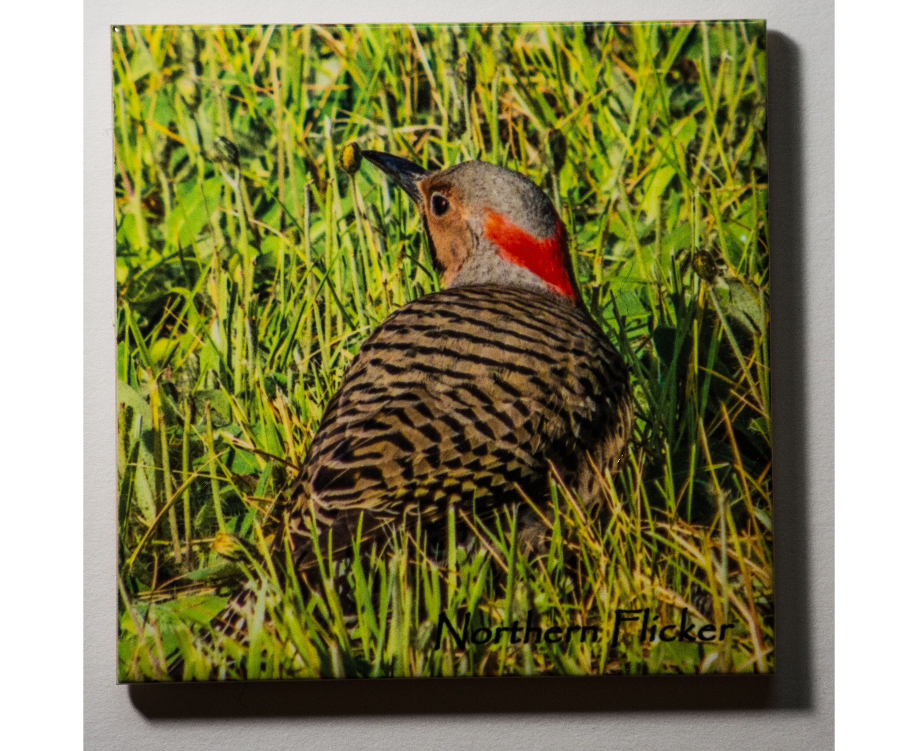 Northern Flicker | Ceramic Tile - Etsy