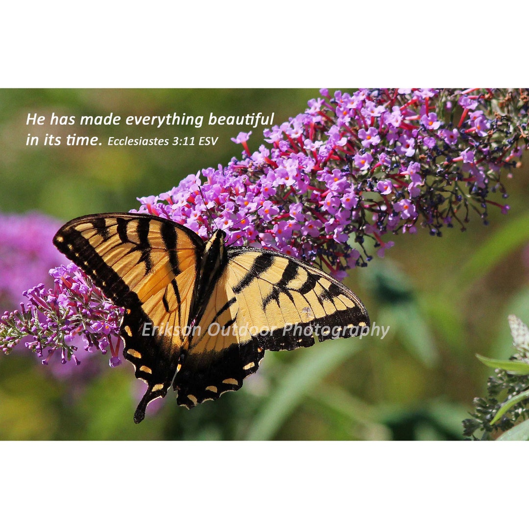 Ecclesiastes 3:11 | "he Has Made Everything Beautiful..." | English or ...