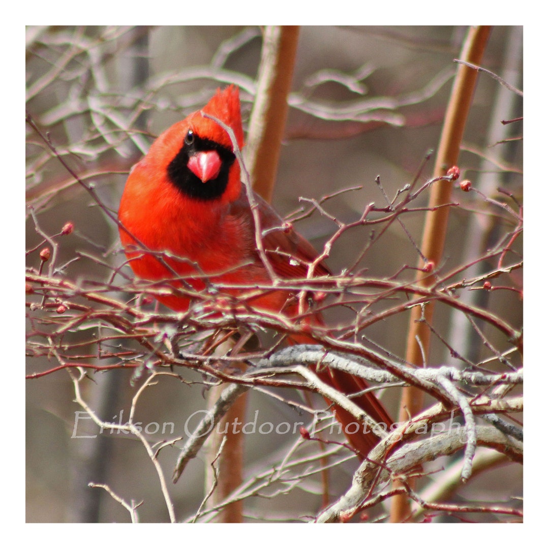 Northern Cardinal - Male | Ceramic Tile - Etsy