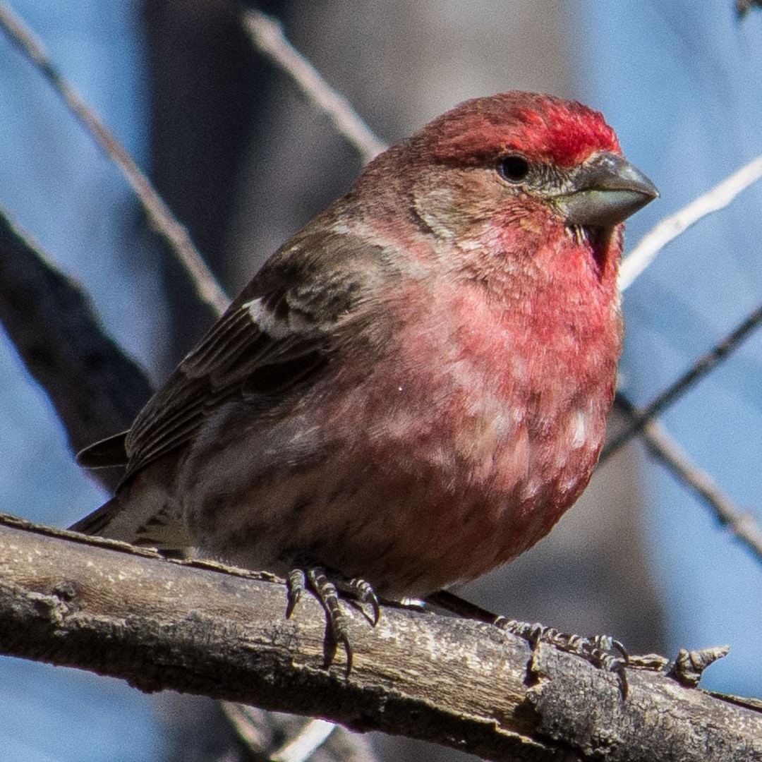 House Finch - Male | Ceramic Tile - Etsy