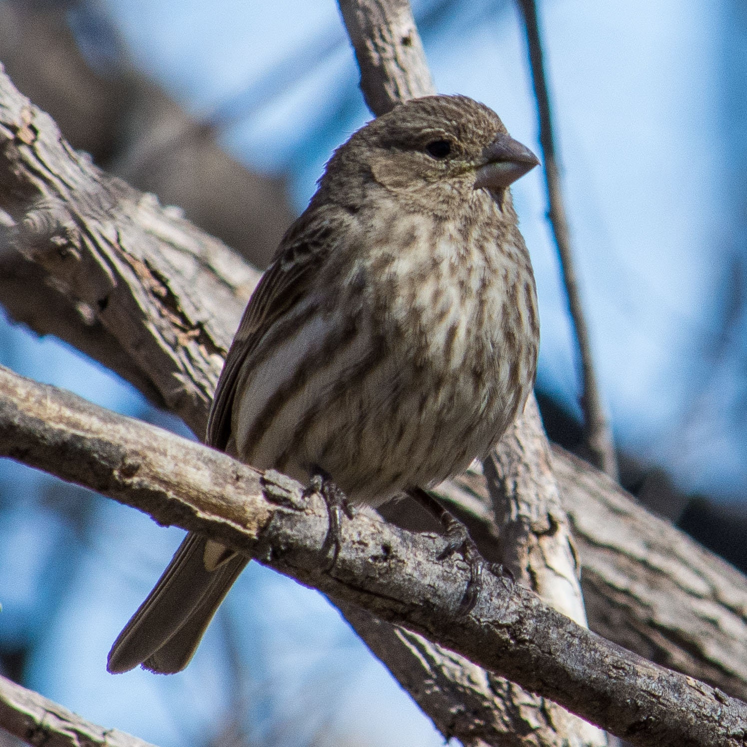 House Finch - Female | Ceramic Tile - Etsy