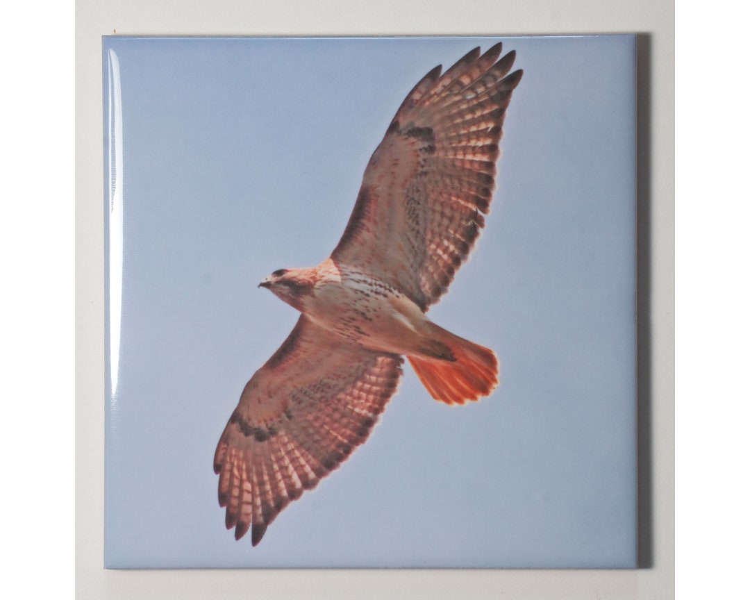Red Tail Hawk | Ceramic Tile - Etsy