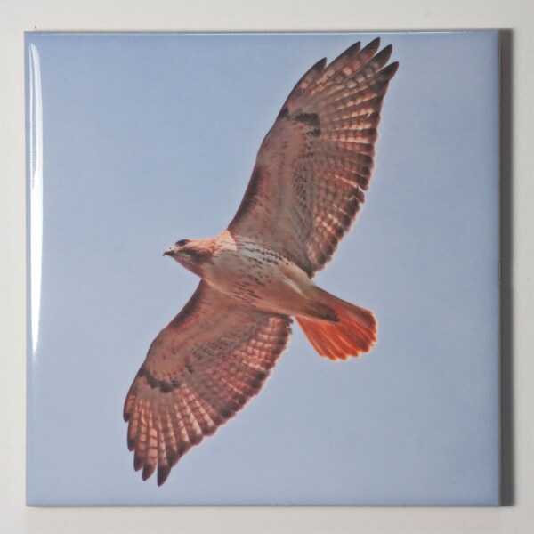 Red Tail Hawk - Etsy