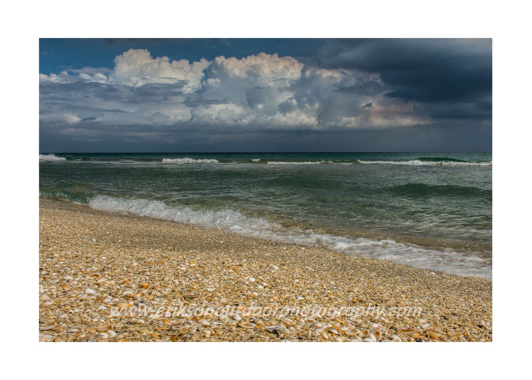 Shells on Singer Island | "sheller's Delight" | Greeting/note Card ...