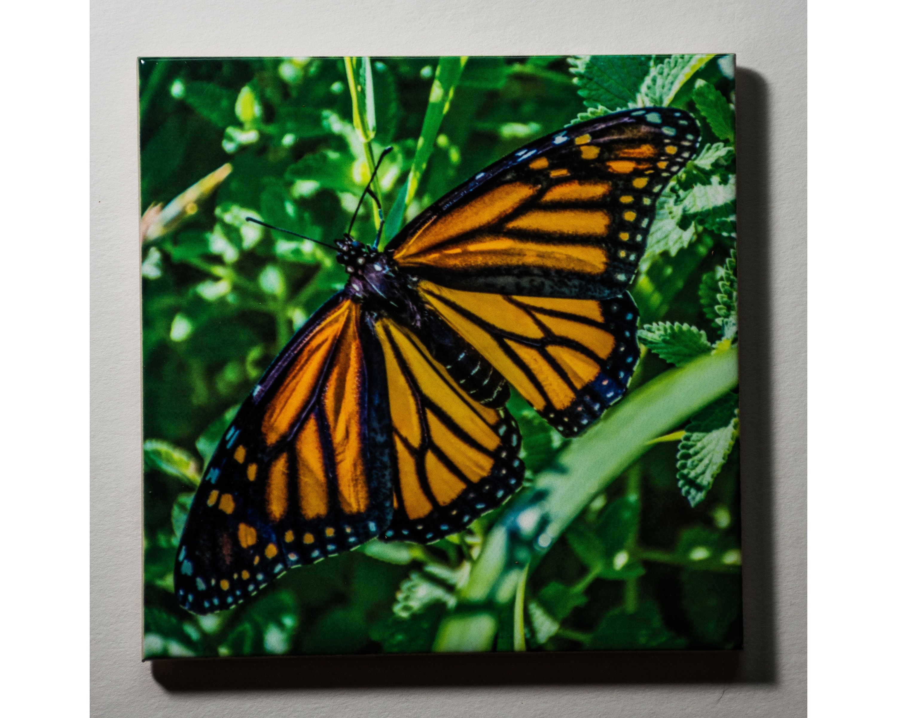 Monarch Butterfly | Ceramic Tile - Etsy