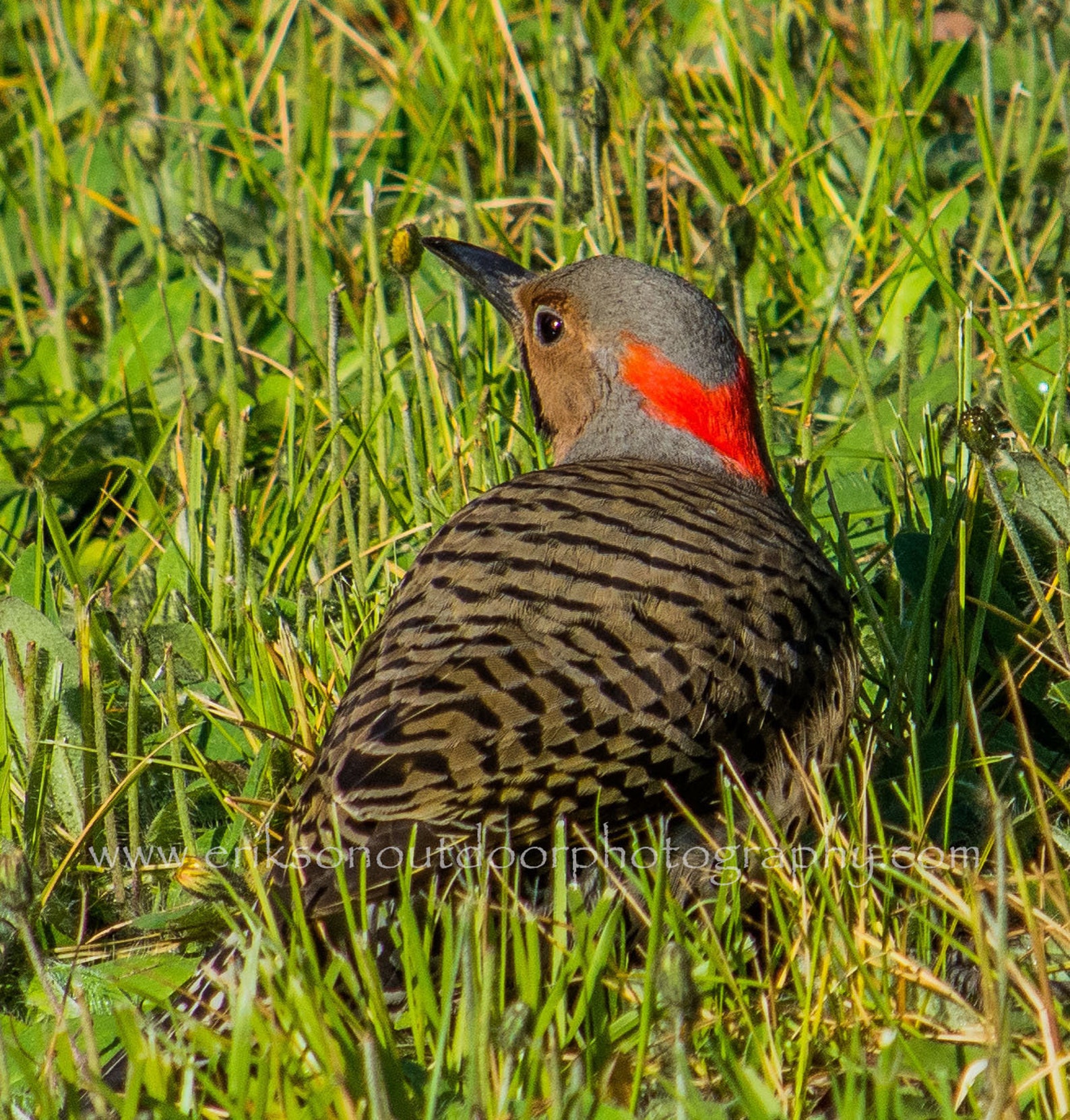Northern Flicker | Ceramic Tile - Etsy
